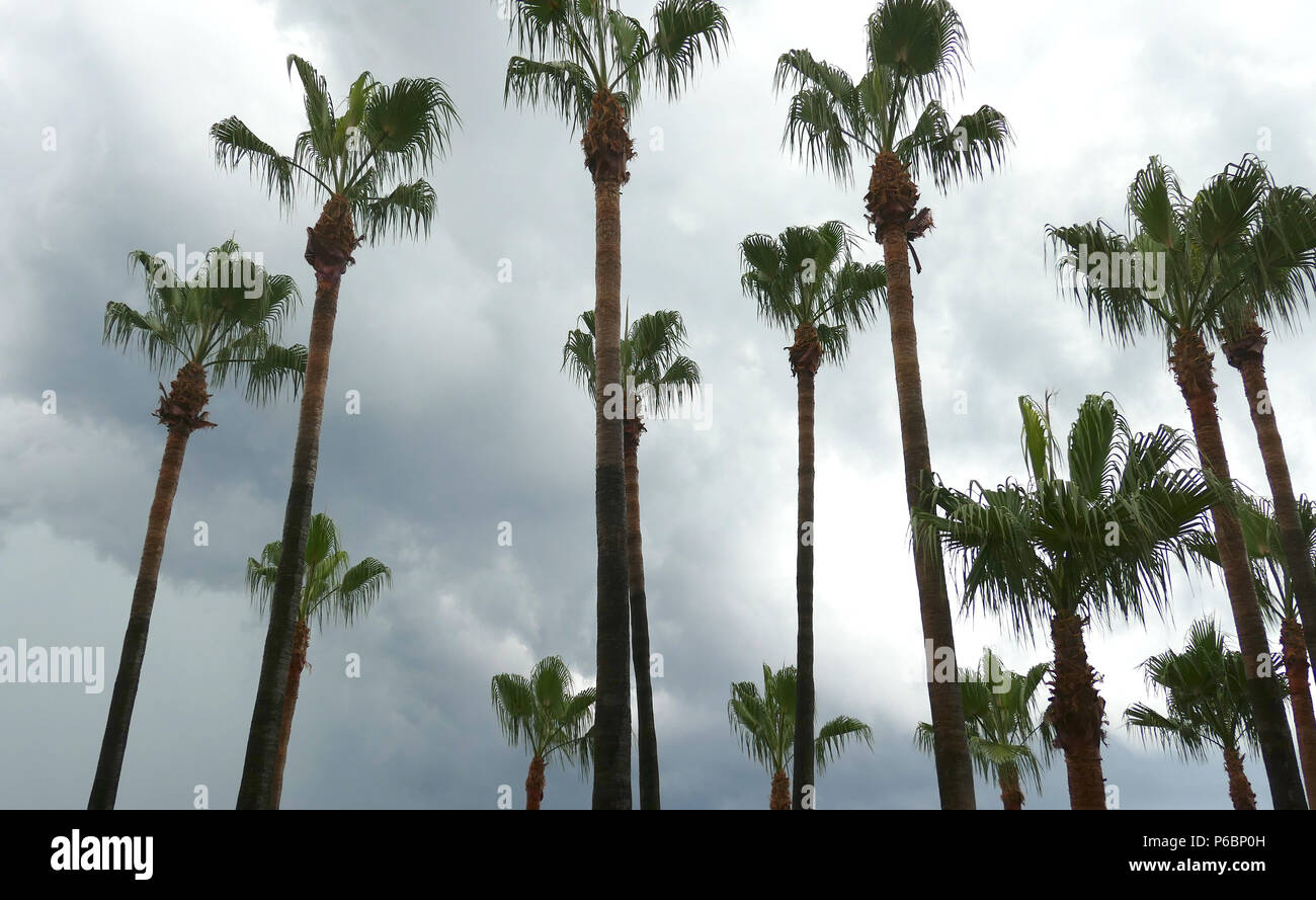 Cyclone palm trees rain hurricane hi-res stock photography and images ...