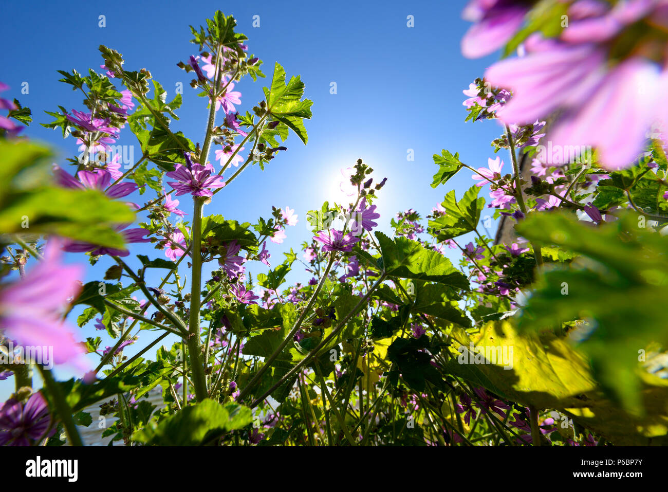 World weed day hi-res stock photography and images - Alamy