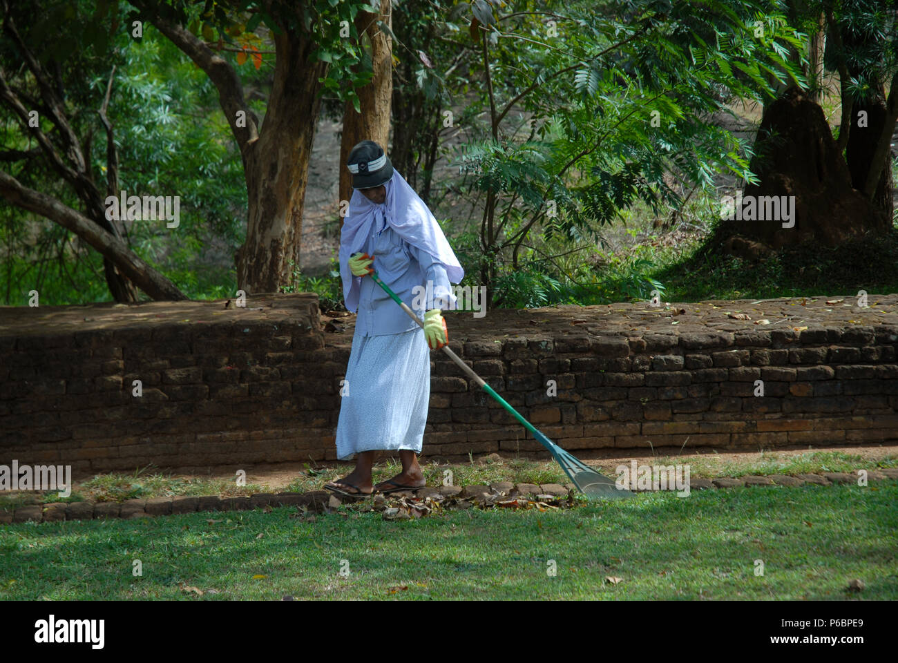 Lady raking leaves, Sigiriya Rock Fortress, Sigiriya, Central Province ...