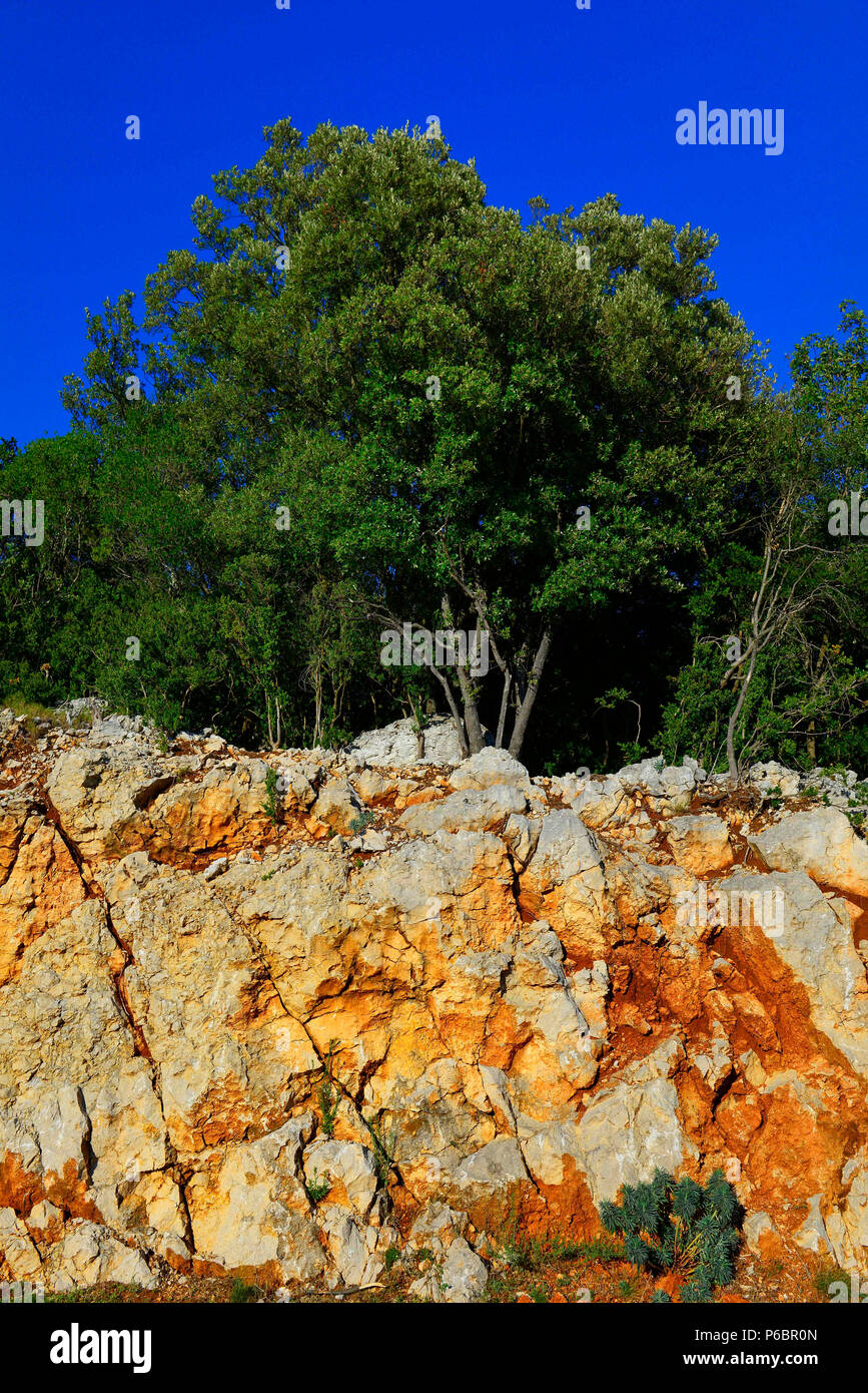 Europe, France, a tree on ocher rock in Ardeche Stock Photo - Alamy