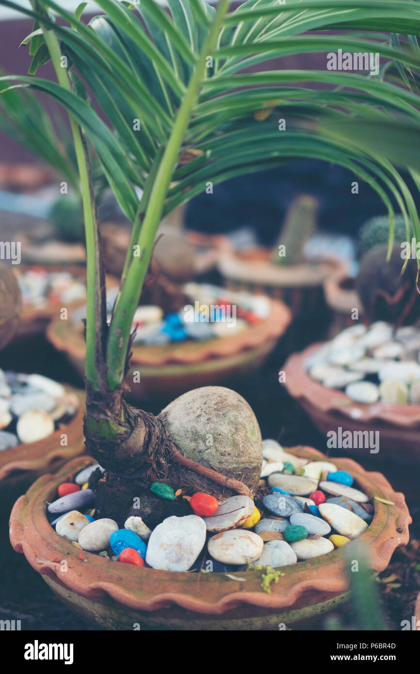 Sprout of coconut tree, Young coconut seed germination green leave ...