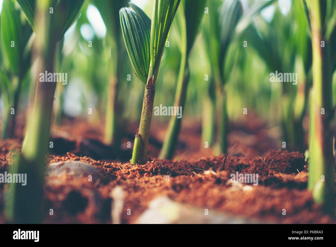 Sprout of coconut tree, Young coconut seed germination green leave ...
