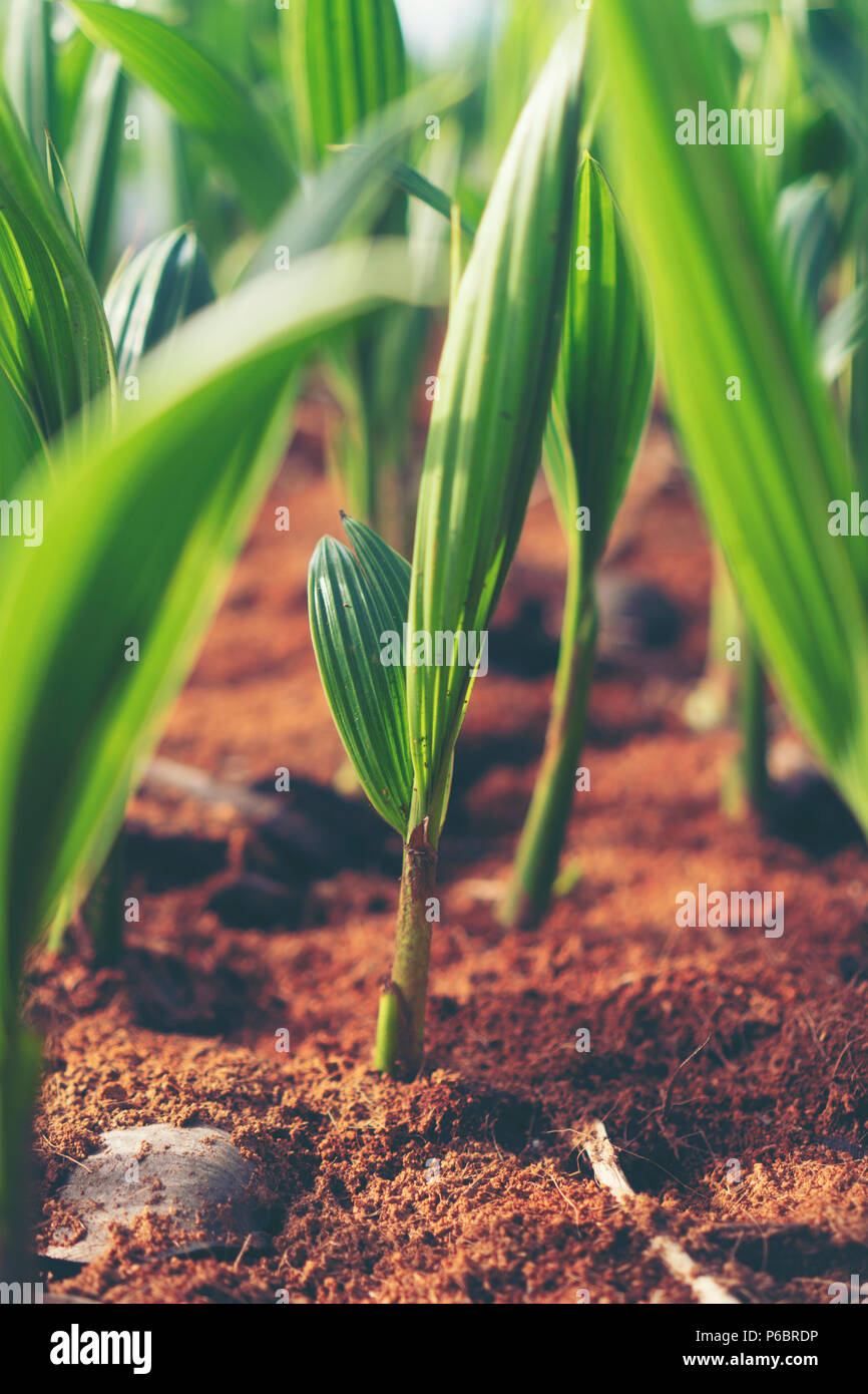 Sprout of coconut tree, Young coconut seed germination green leave ...