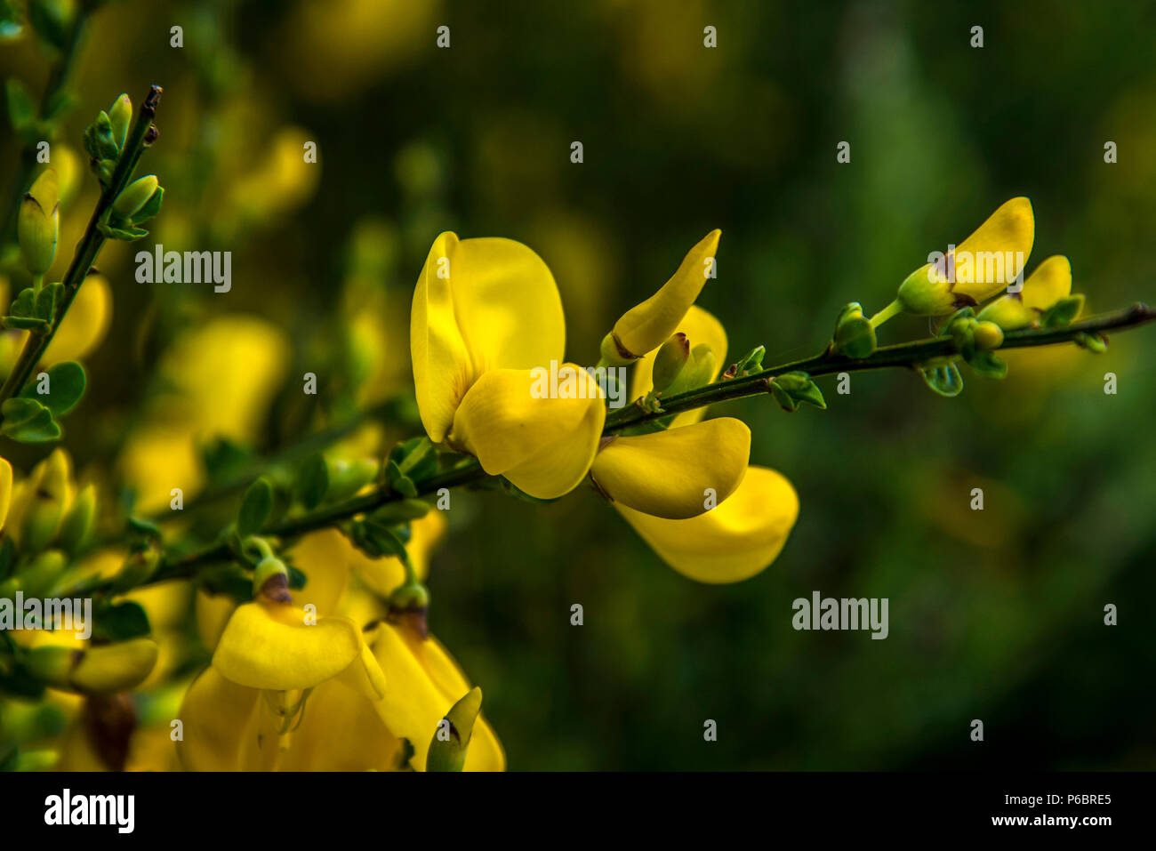 France, Brittany, blooming broom Stock Photo - Alamy