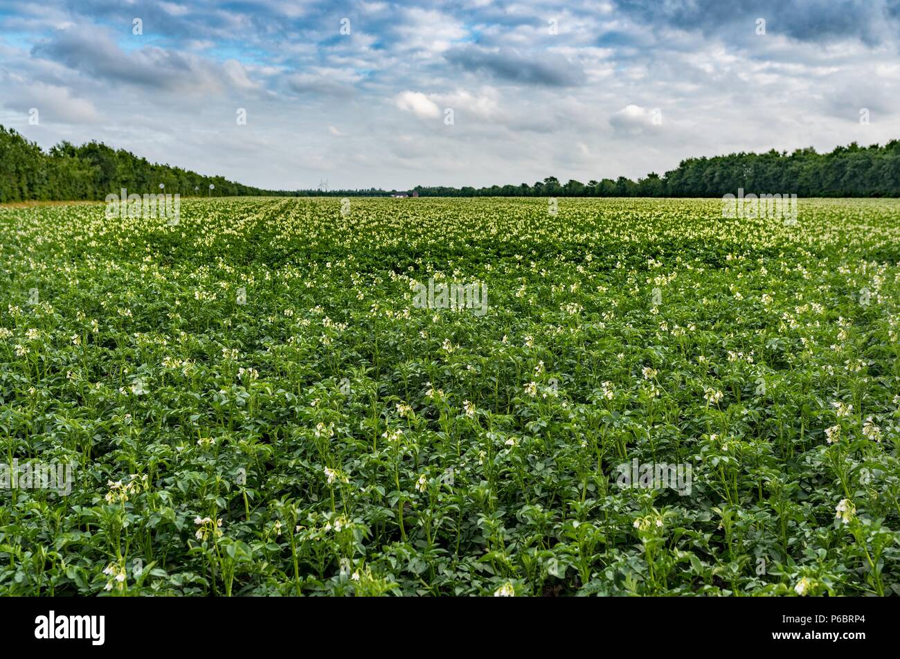 Flowering potato field at summer in Denmark Stock Photo - Alamy