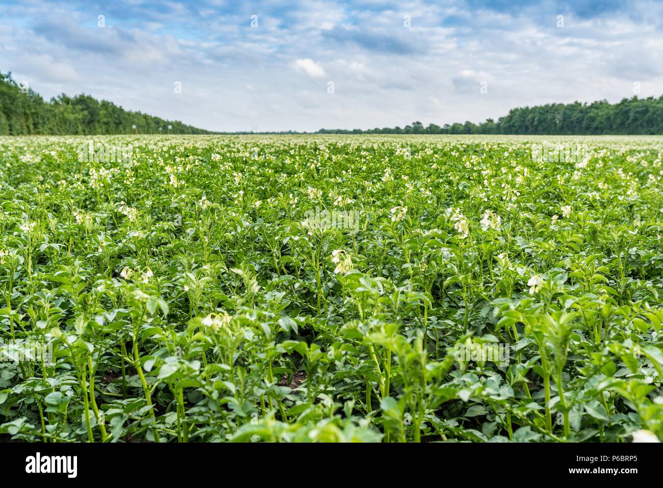Flowering potato field at summer in Denmark Stock Photo - Alamy