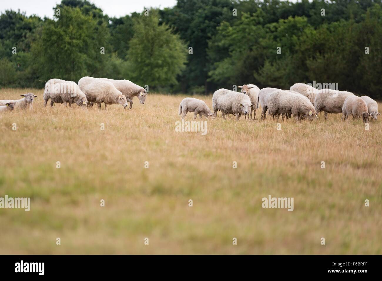 Grazing flock of sheep on meadow in Denmark Stock Photo - Alamy