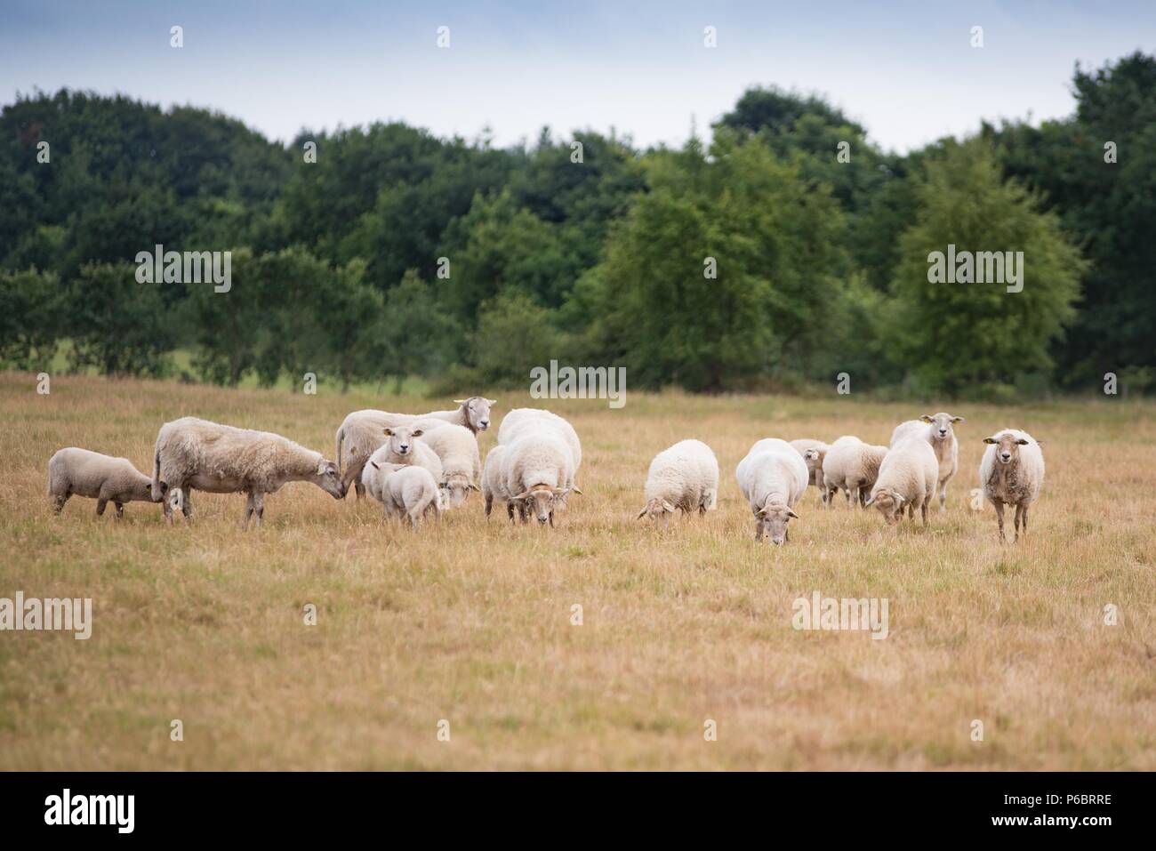 Grazing flock of sheep on meadow in Denmark Stock Photo - Alamy
