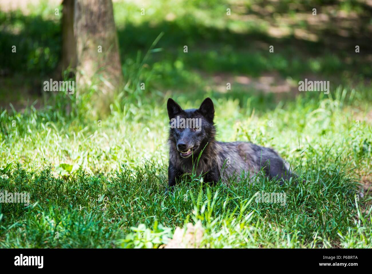 Black timber wolf in hi-res stock photography and images - Alamy
