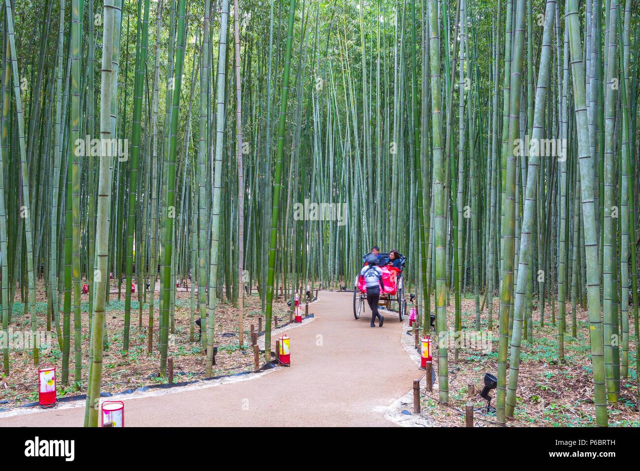 Japan, Kyoto City, Arashiyama Bambu Grove Stock Photo - Alamy