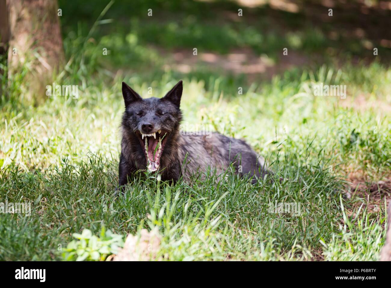 Black timber wolf in hi-res stock photography and images - Alamy