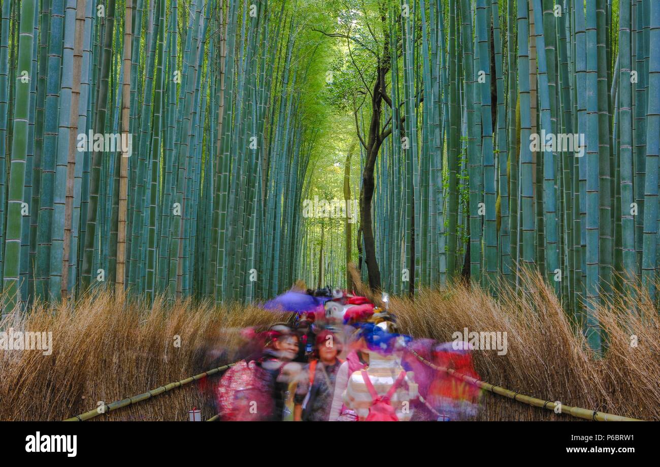 Japan, Kyoto City, Arashiyama Bambu Grove Stock Photo - Alamy