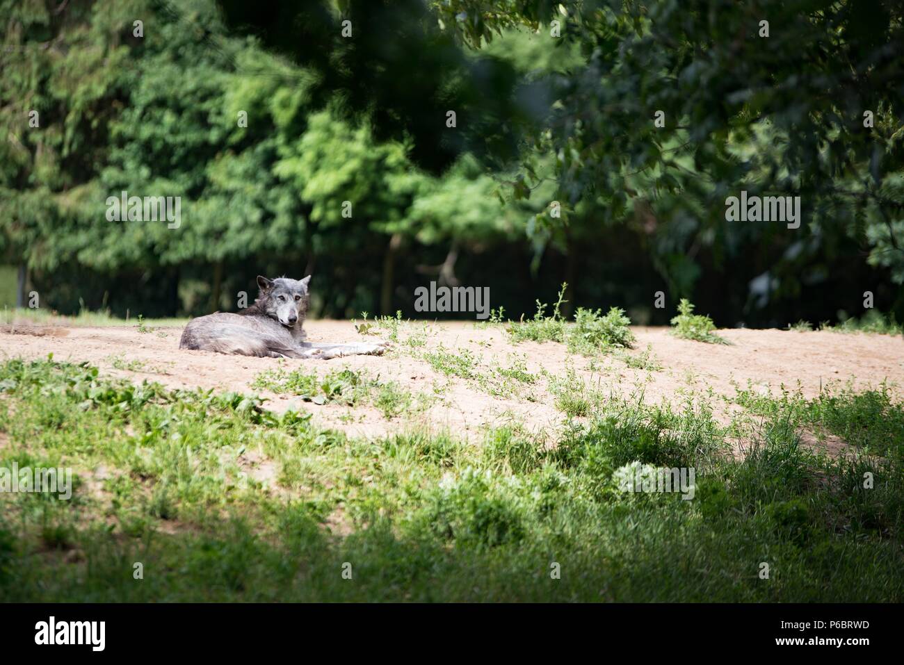 Grey dangerous wolf resting in the forest Stock Photo - Alamy