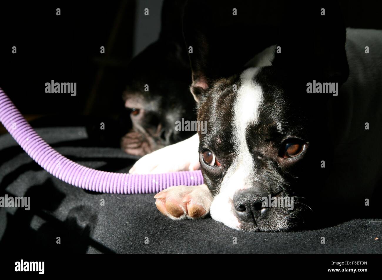 Bulldog Pipe High Resolution Stock Photography and Images - Alamy