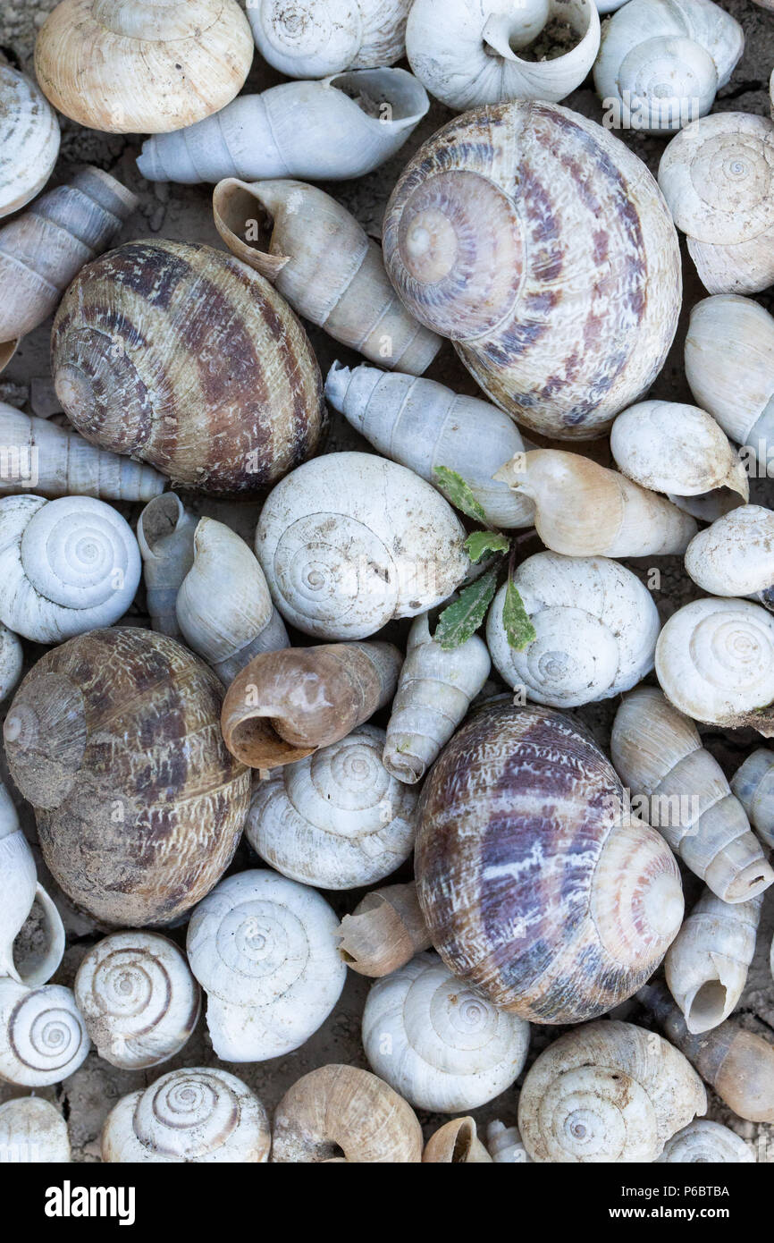snail mosaic in a garden in Spain Stock Photo - Alamy