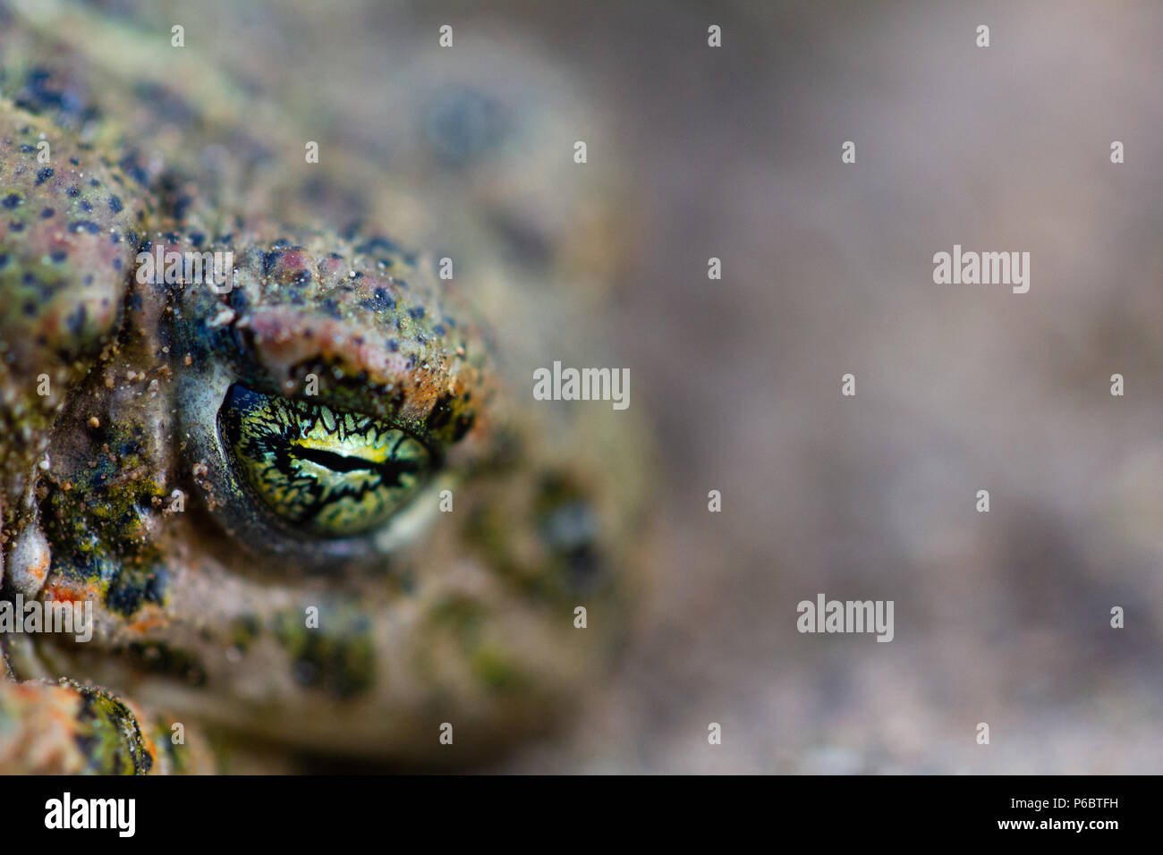 Strive and thrive hi-res stock photography and images - Alamy