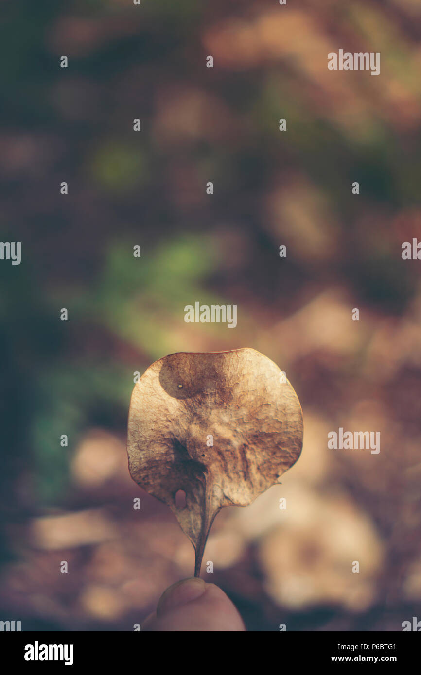 plants seed in tropical forest Stock Photo - Alamy