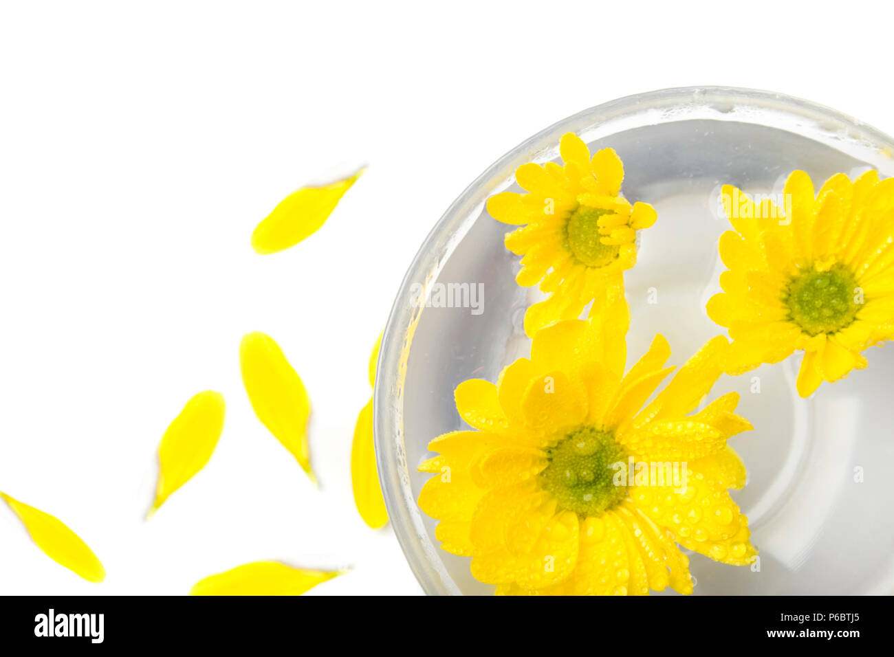yellow flowers close up floating in water Stock Photo - Alamy