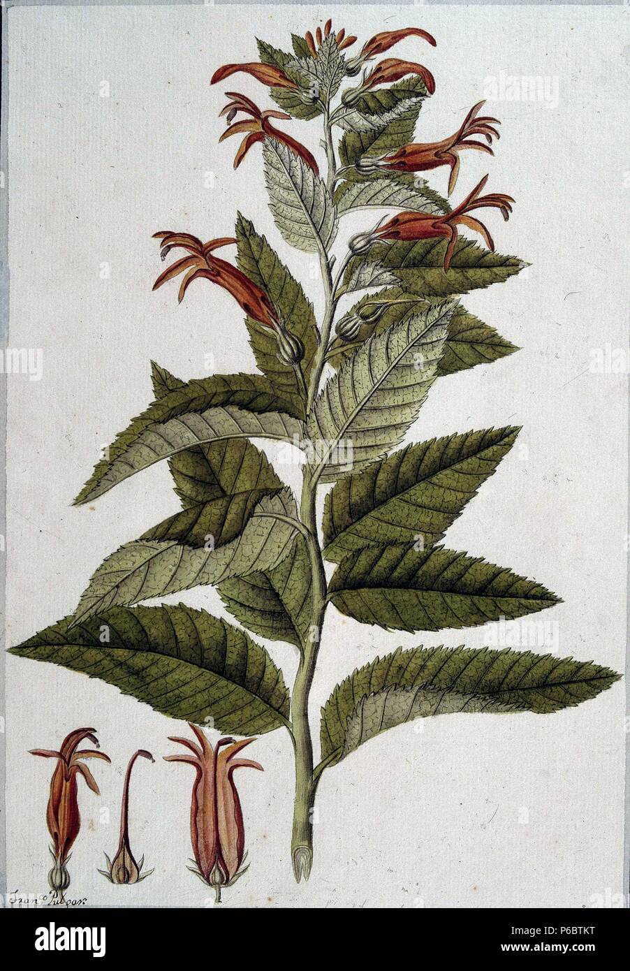 MALASPINA , ALEJANDRO. MARINO ITALIANO. 1754 - 1809. EXPEDICION ...