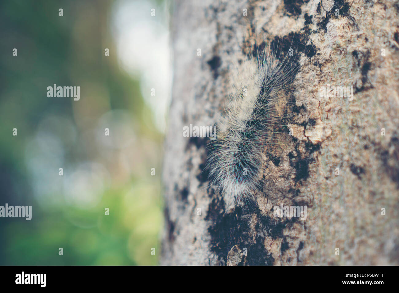 Caterpillar crawling on tree Stock Photo - Alamy