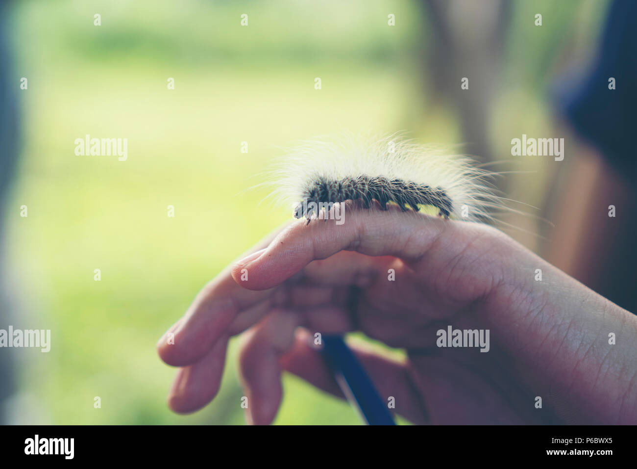 Caterpillar crawling on human hand Stock Photo - Alamy
