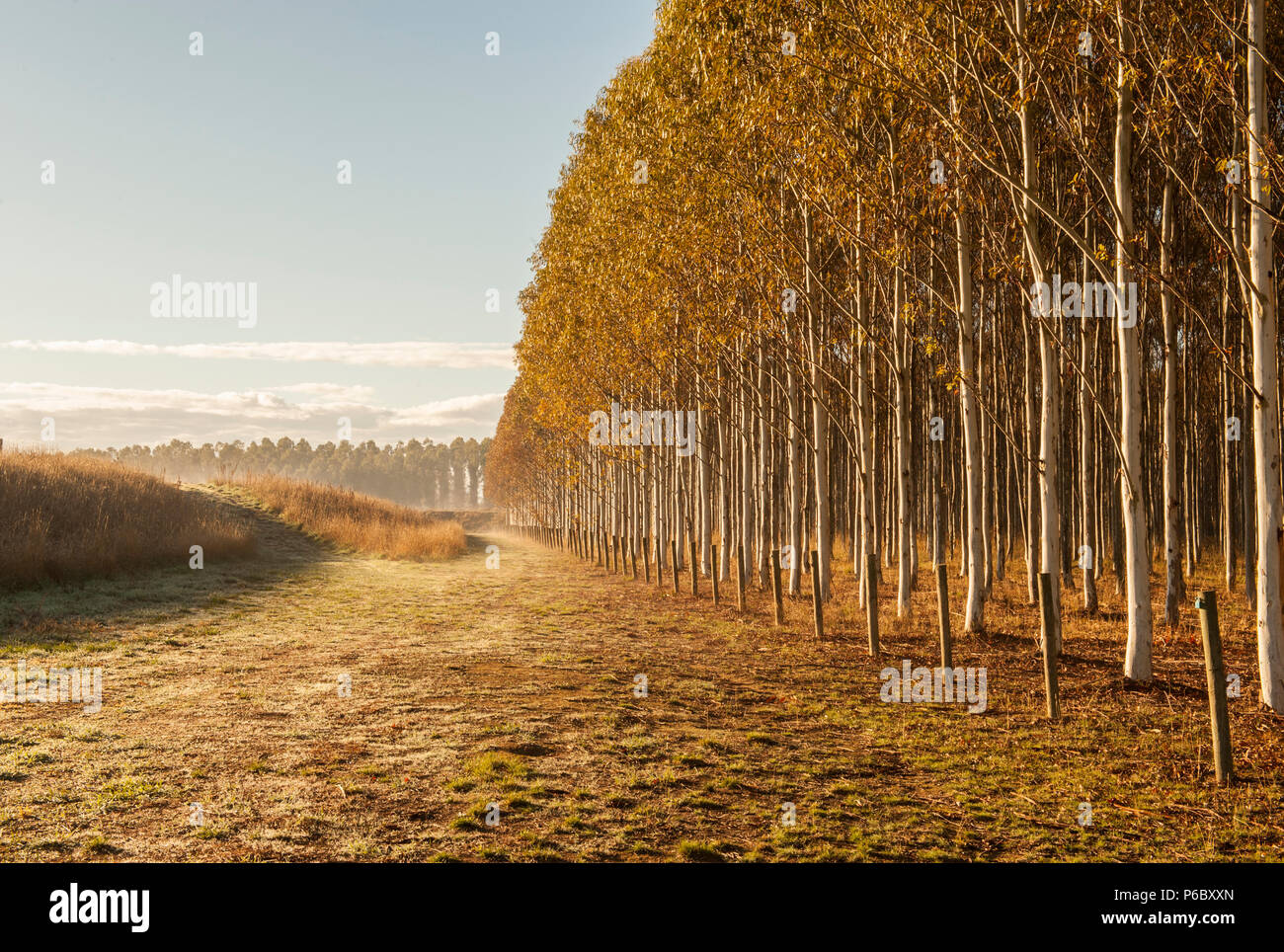 Australian trees nursery hi-res stock photography and images - Alamy