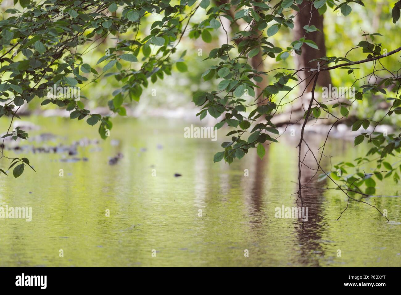 Trees overhanging river hi-res stock photography and images - Alamy