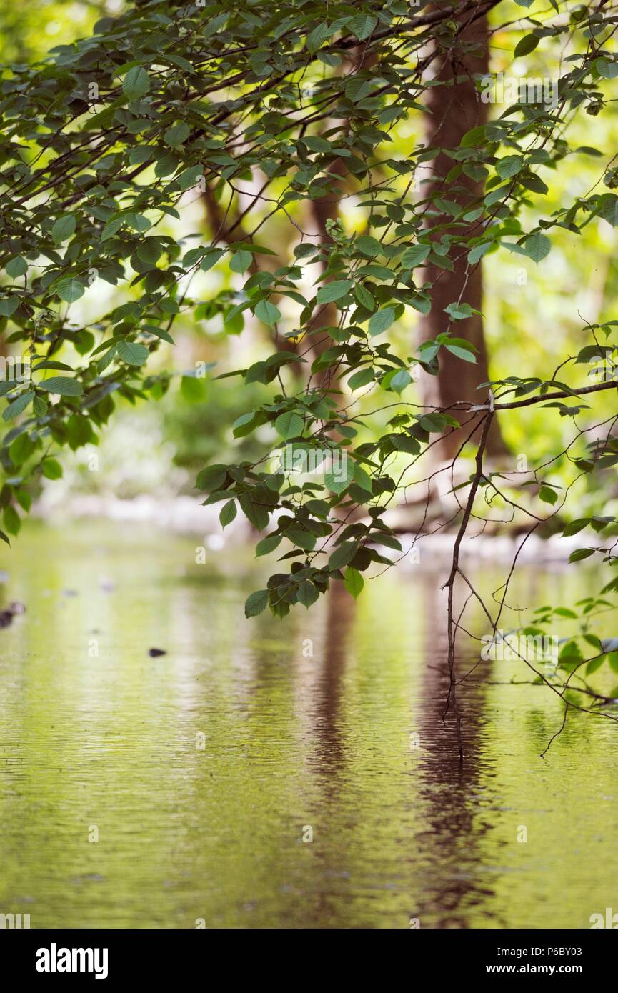 Trees overhanging river hi-res stock photography and images - Alamy