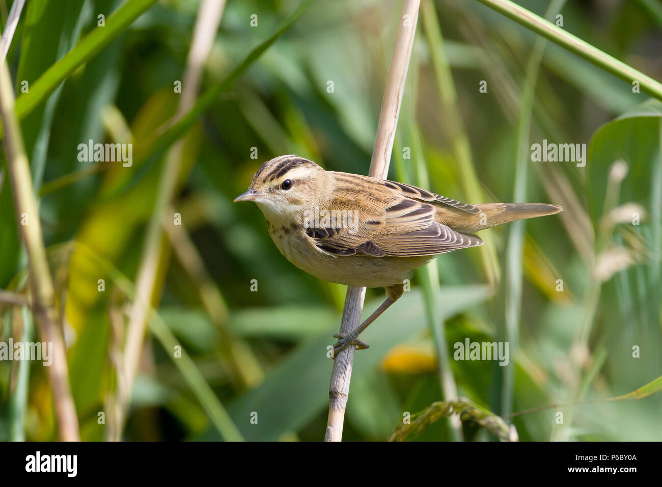Sedge warbler hi-res stock photography and images - Alamy