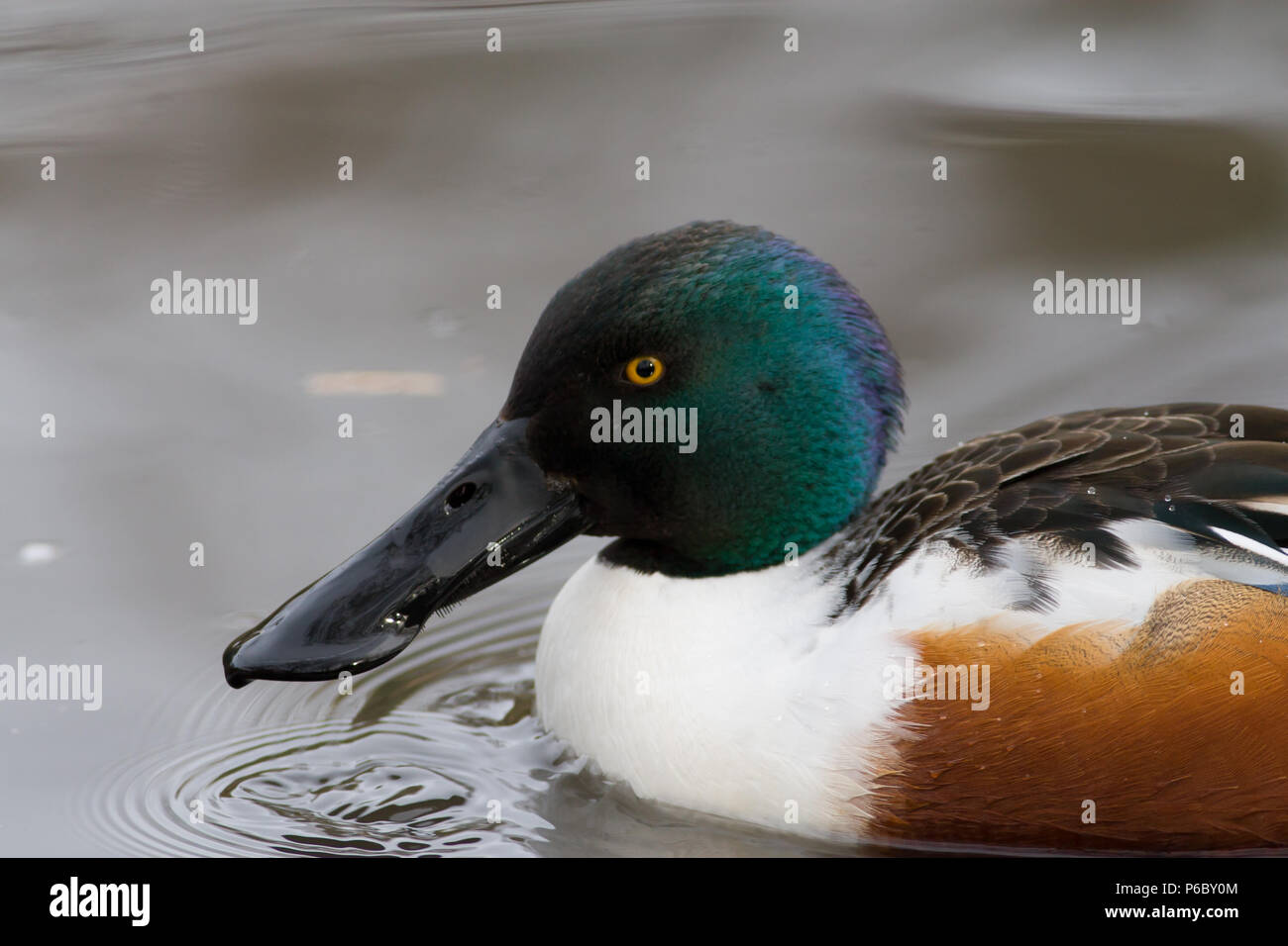 Adult male shoveler hi-res stock photography and images - Alamy
