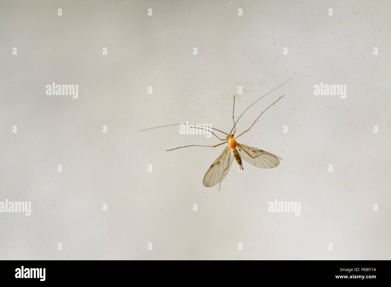 Macrocera phalerata, Fungus gnat against window glass, Wales, UK Stock ...