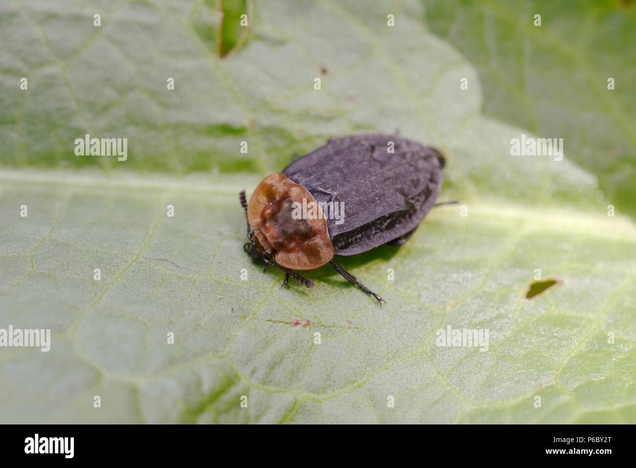Oiceoptoma thoracicum, Burying beetle, Wales, UK Stock Photo - Alamy