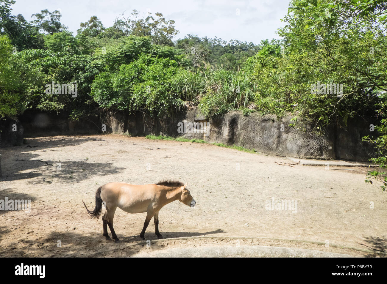 Taipei Zoo,zoo,animal,animals,Taipei,Taipei City,Taiwan,city,island ...