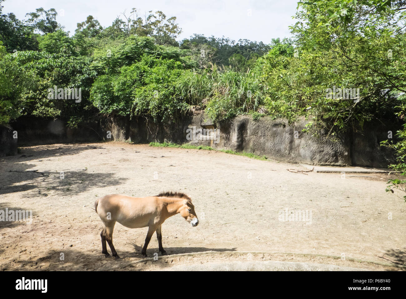 Taipei Zoo,zoo,animal,animals,Taipei,Taipei City,Taiwan,city,island ...