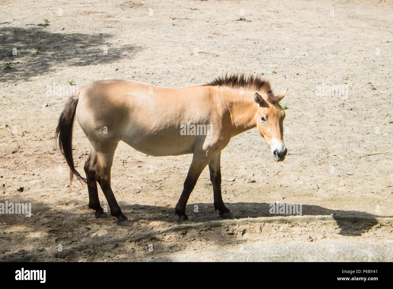 Taipei Zoo,zoo,animal,animals,Taipei,Taipei City,Taiwan,city,island ...