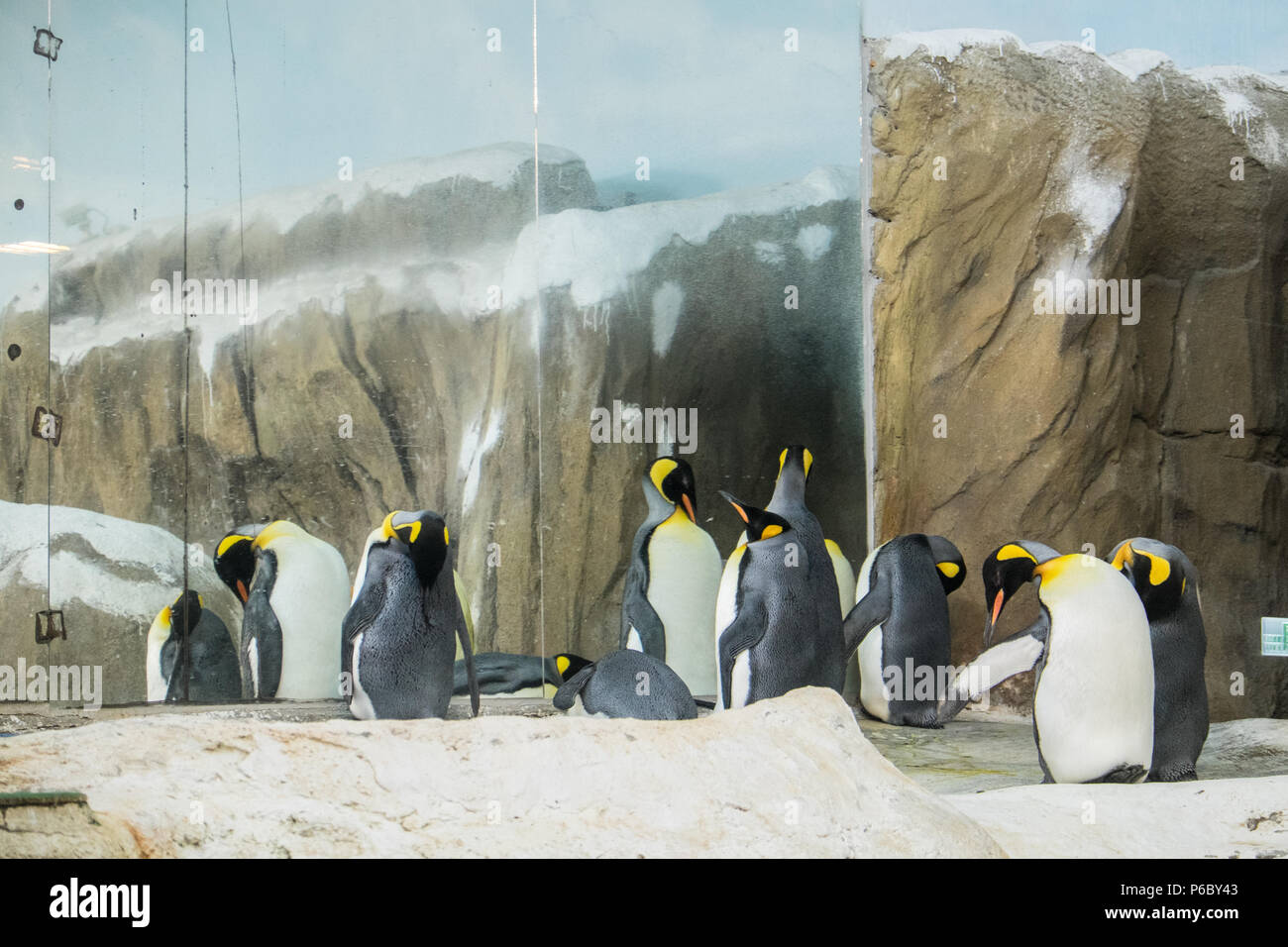 Taipei Zoo,zoo,animal,animals,Taipei,Taipei City,Taiwan,city,island ...