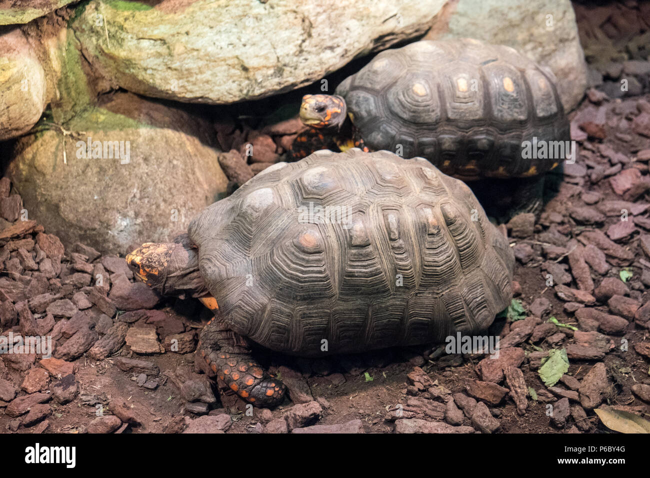 Taipei Zoo,zoo,animal,animals,Taipei,Taipei City,Taiwan,city,island ...