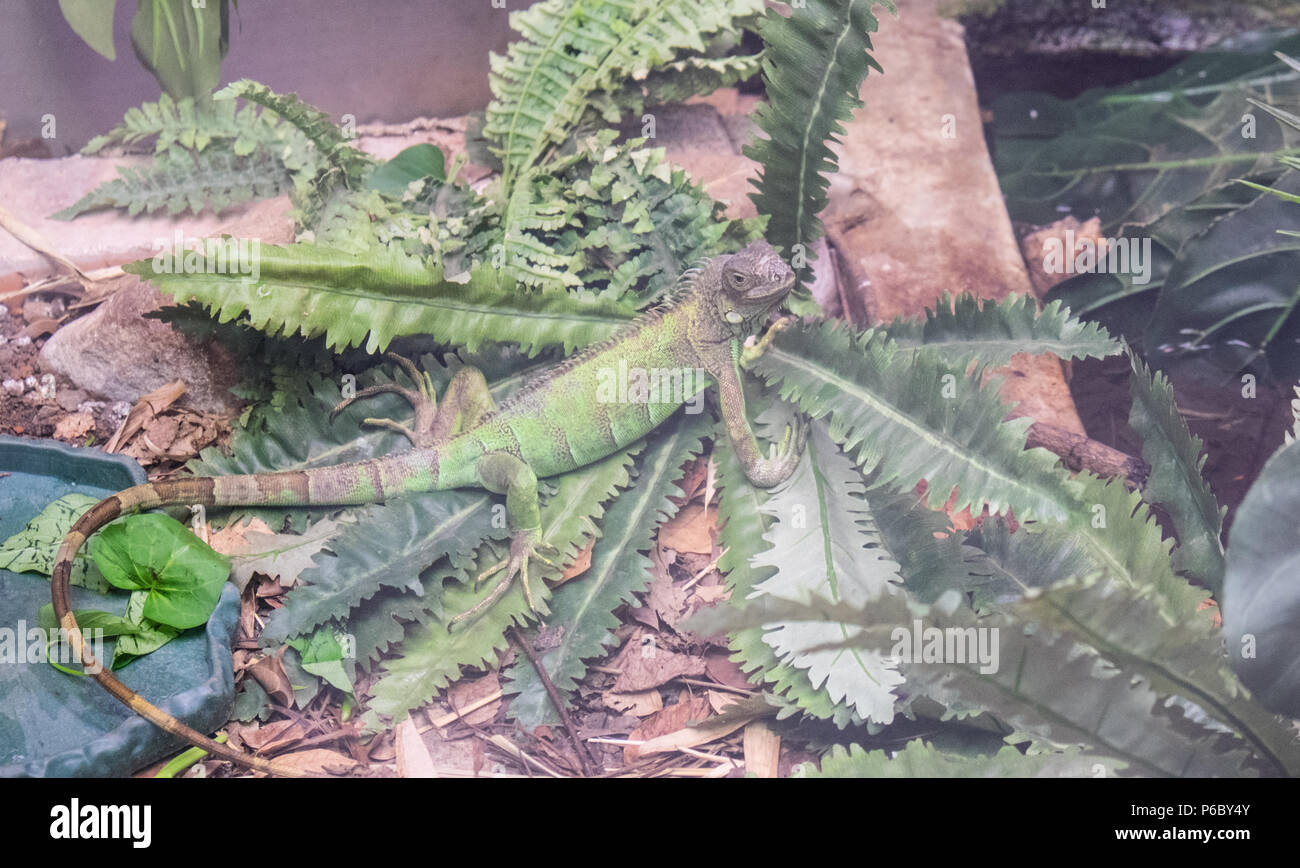 Taipei Zoo,zoo,animal,animals,Taipei,Taipei City,Taiwan,city,island ...