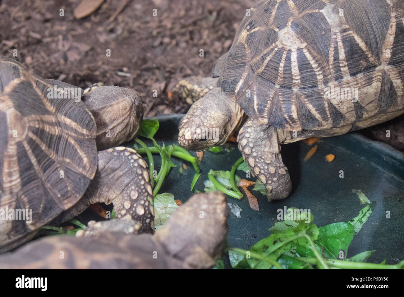 Taipei Zoo,zoo,animal,animals,Taipei,Taipei City,Taiwan,city,island ...