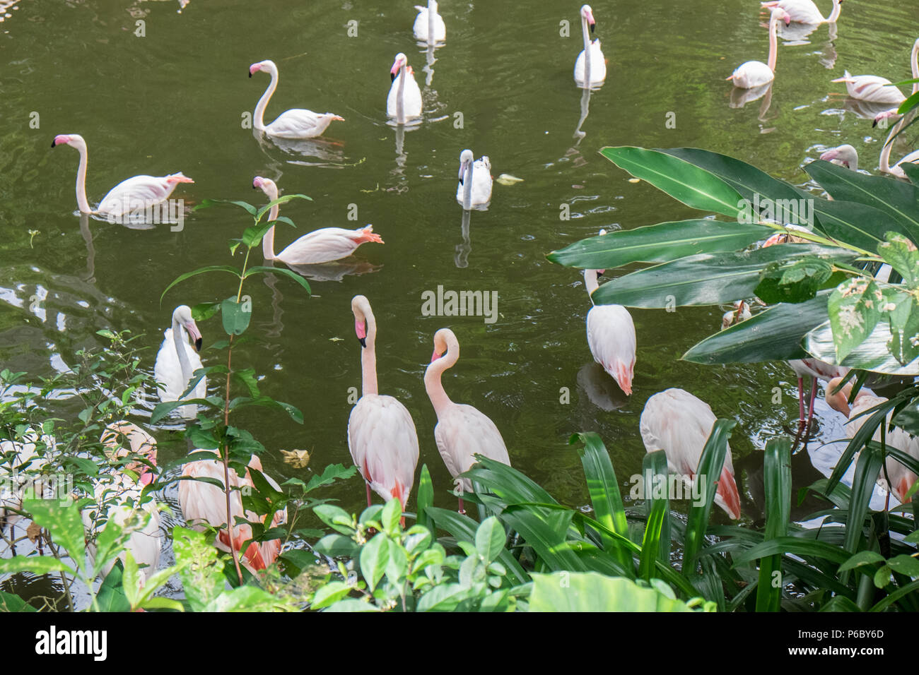 Taipei Zoo,zoo,animal,animals,Taipei,Taipei City,Taiwan,city,island ...