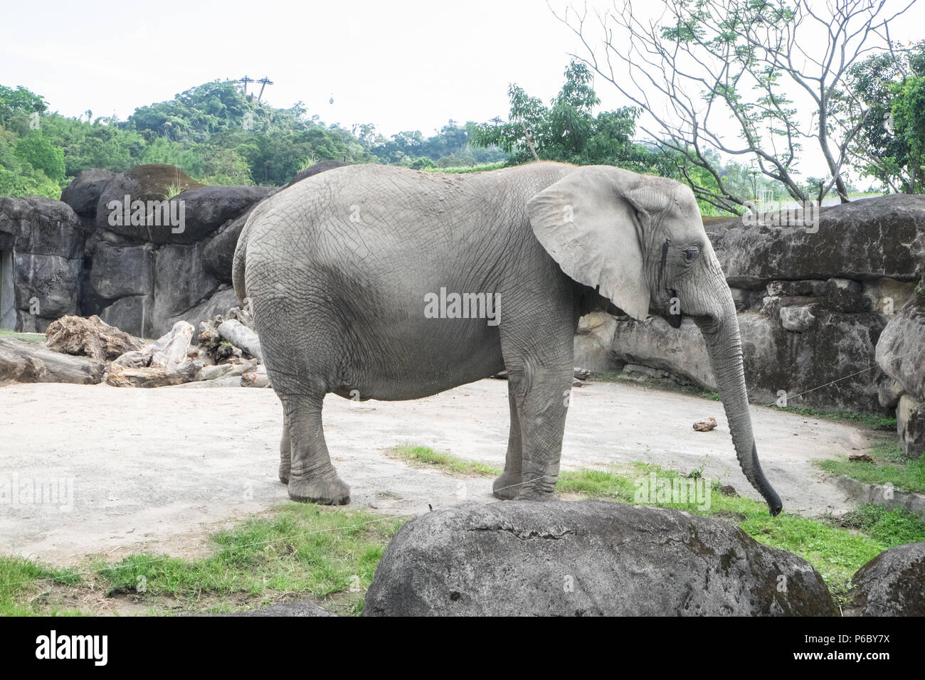 Taipei Zoo,zoo,animal,animals,Taipei,Taipei City,Taiwan,city,island ...