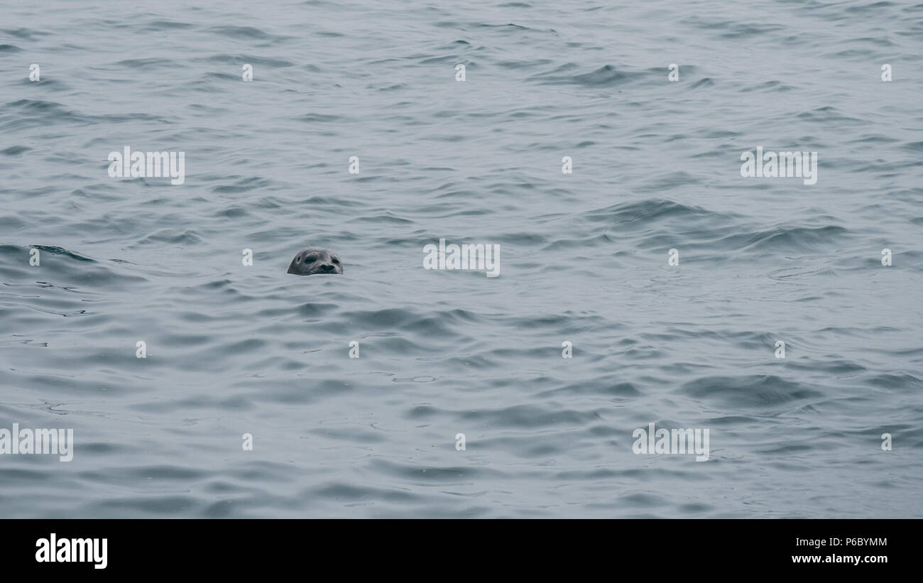 Adult common seal beach hi-res stock photography and images - Alamy