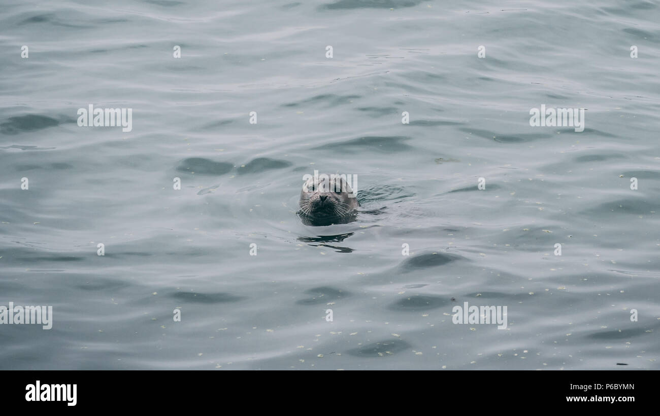 Common seal head out water hi-res stock photography and images - Alamy