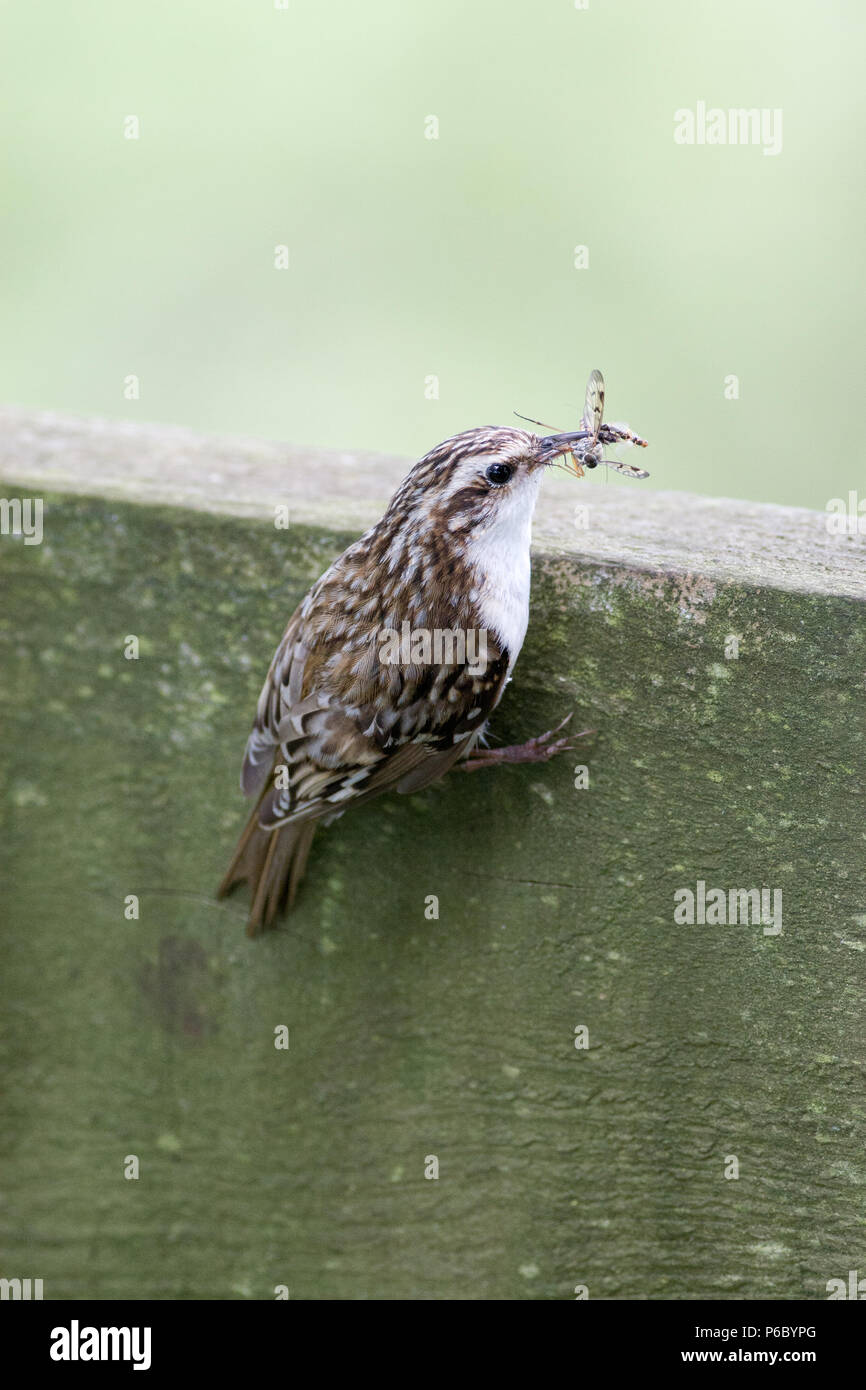 Adult Treecreeper, Certhia familiaris, with mouth full of food for ...