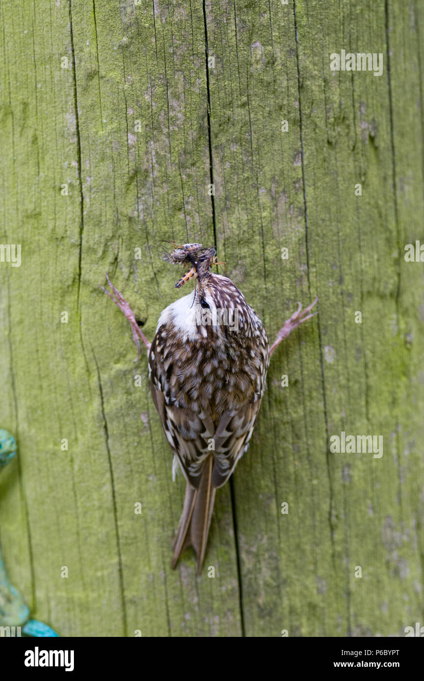 Adult Treecreeper, Certhia familiaris, with mouth full of food for ...