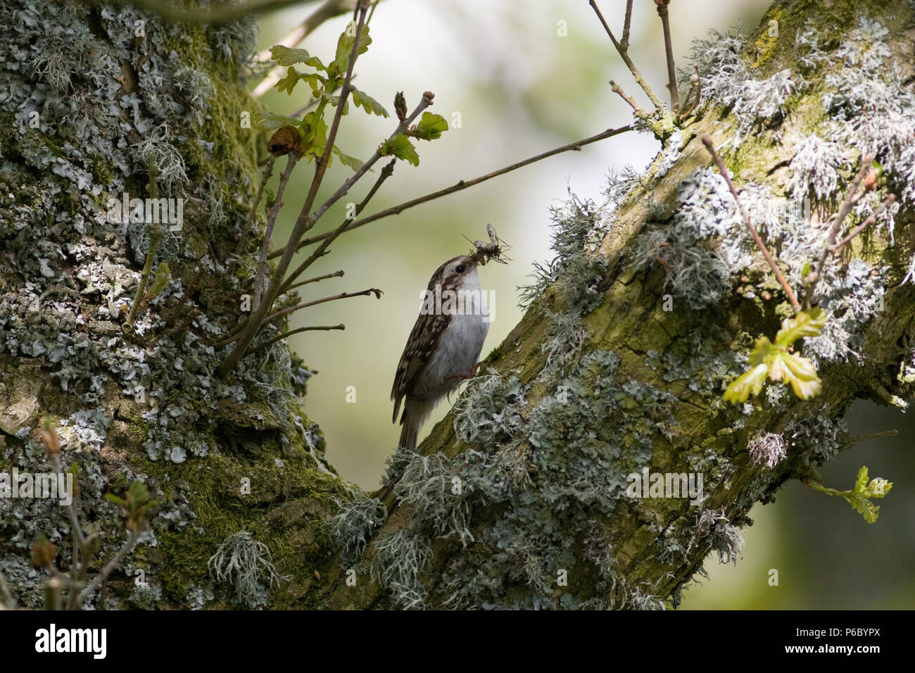 Treecreeper hunting hi-res stock photography and images - Alamy
