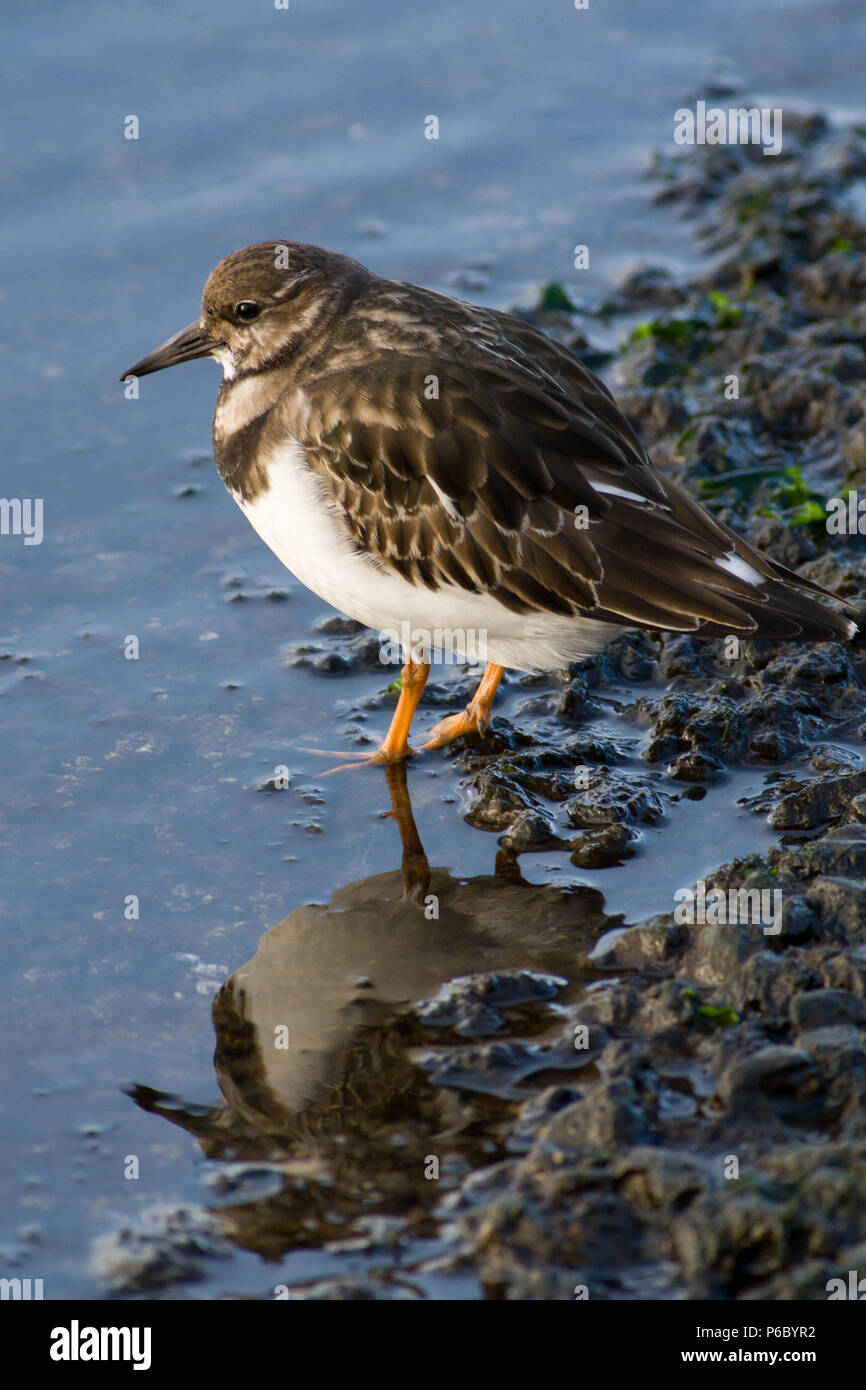 Common turnstone hi-res stock photography and images - Alamy