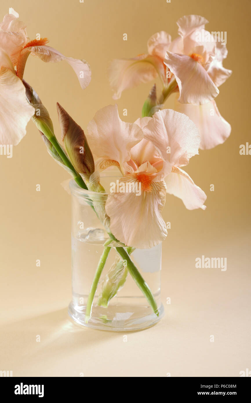 Bright pink bearded irises hi-res stock photography and images - Alamy