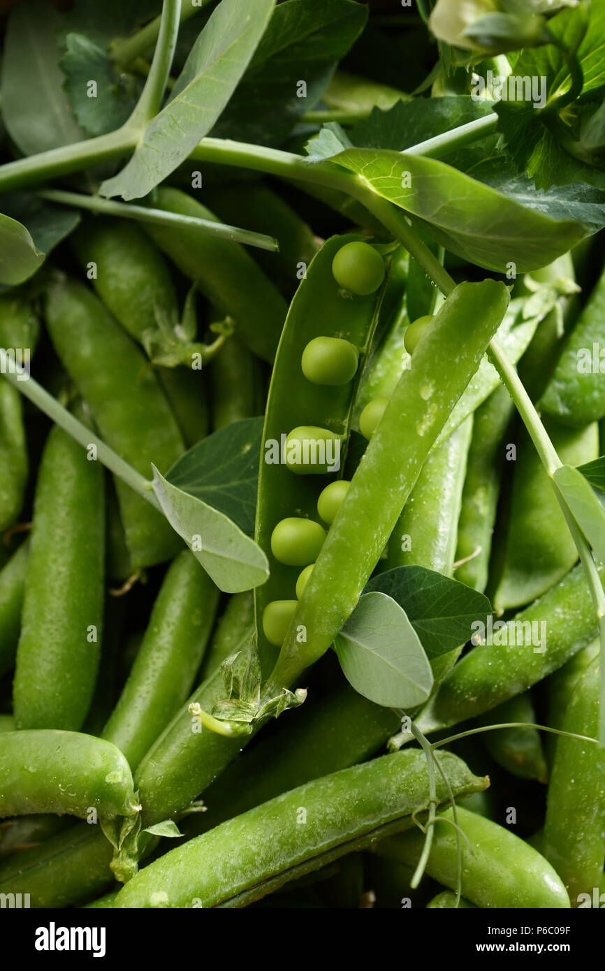 Harvest of organic green peas Stock Photo - Alamy