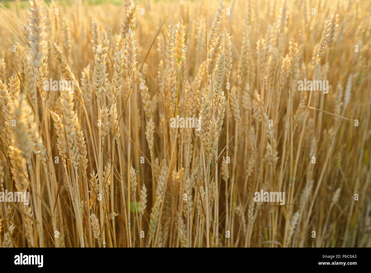 Natural wheat background Stock Photo - Alamy
